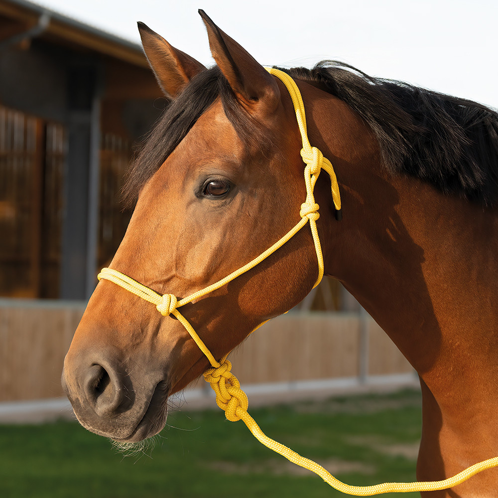 LICOL CORDE + LONGE | Equip'Horse