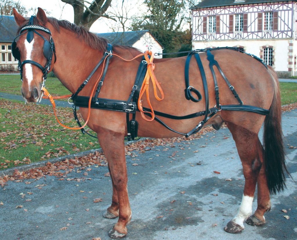 HARNAIS PRESTIGE CHEVAL | Equip'Horse